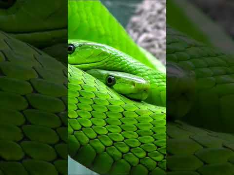 Black Mambas vs Green Mambas #snakes #animalfacts