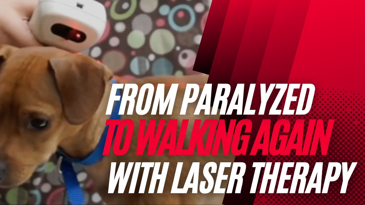 The Advancements of Erchonia Veterinarian Lasers - Magne-tec