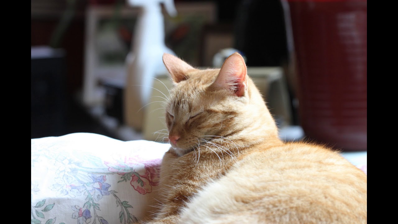 Chapter 7, 5th edition Browning's Intro to Python