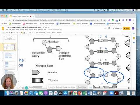 Help Video Using Models DNA Structure and Replication