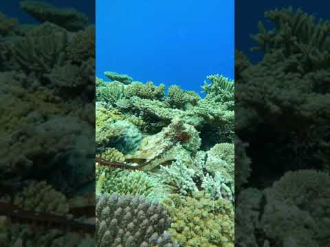 Cephalopod mating 🐙💙
