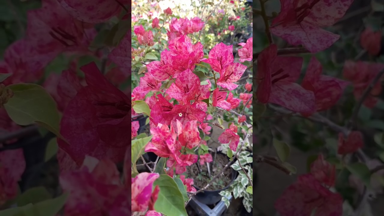 ID Cristina / Bougainvillea Garden / Flowers Bloom / Rare Collection / Tips and tricks  / grafted