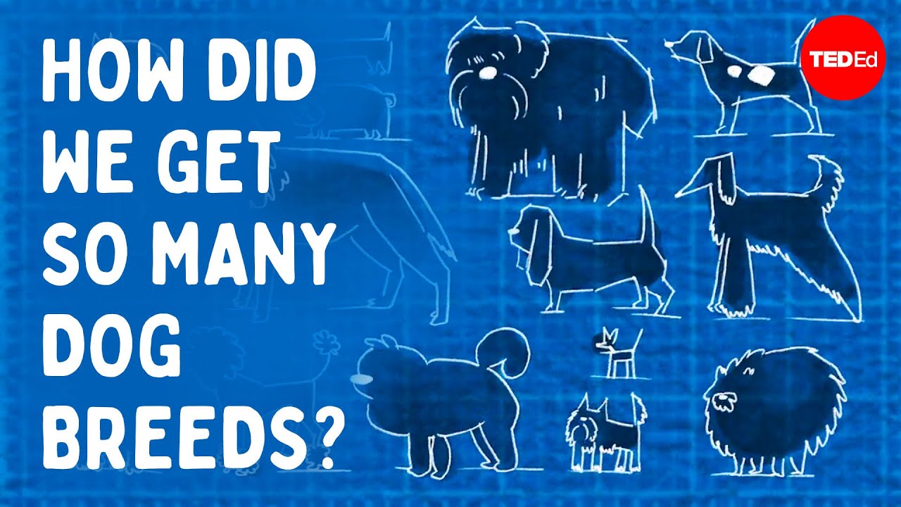 Why are there so many different kinds of dogs? - Kathleen Morrill Pirovich