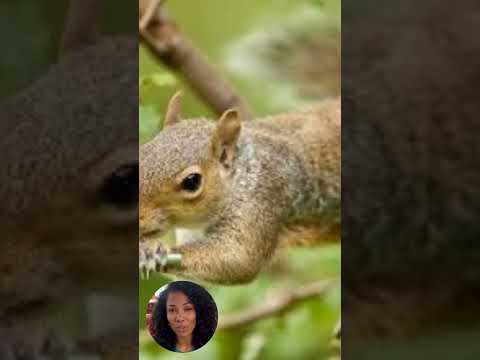 How to stop these squirrels from eating my bird food