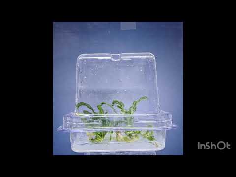 Tissue Culture Bottle Trays - Tissue Culture Tray Latest Price ...