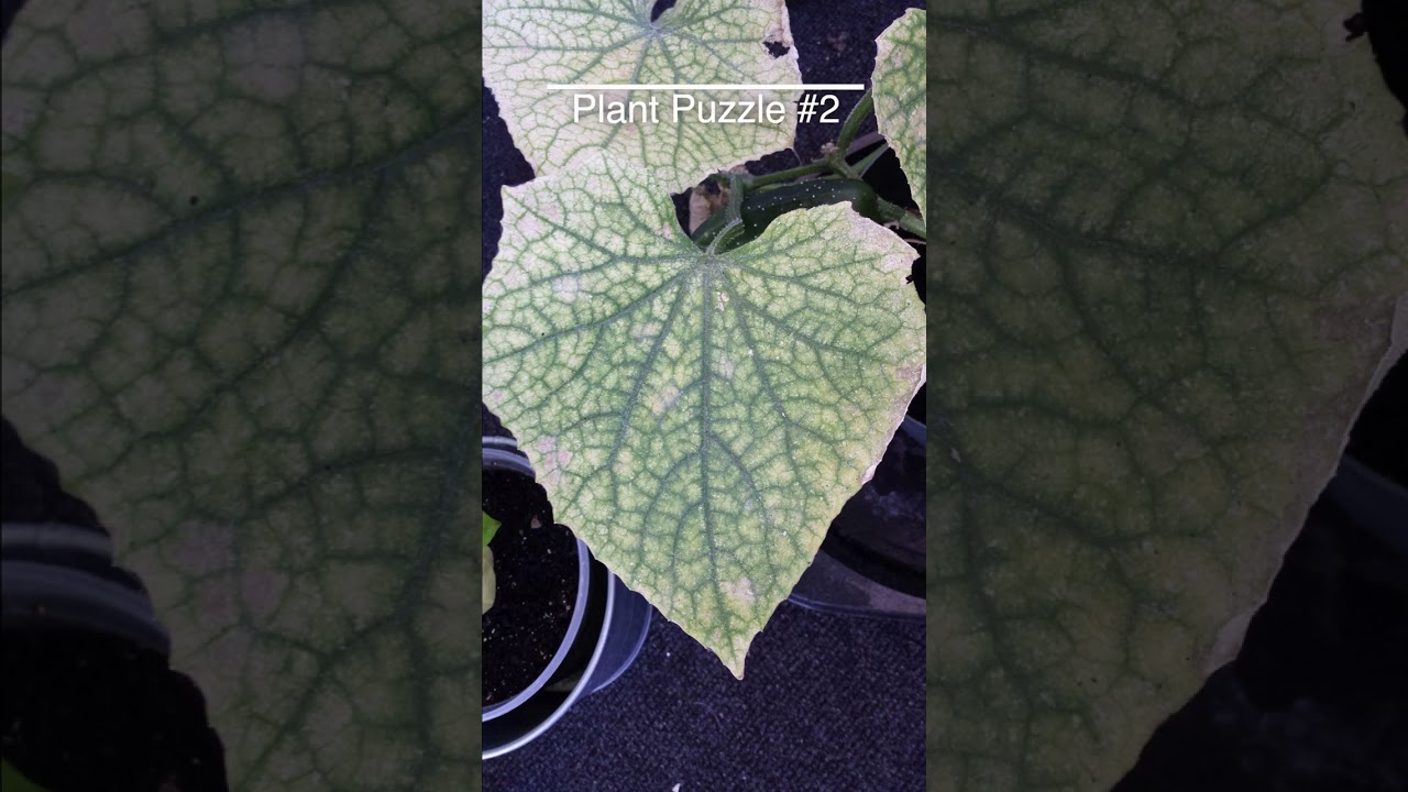 Can You Identify This Common Plant? Test Your Knowledge Now!(Puzzle 2)