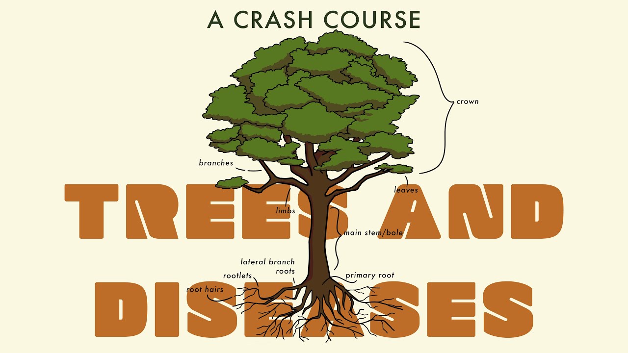 I Try to Explain Forest Pathology in 25 Minutes