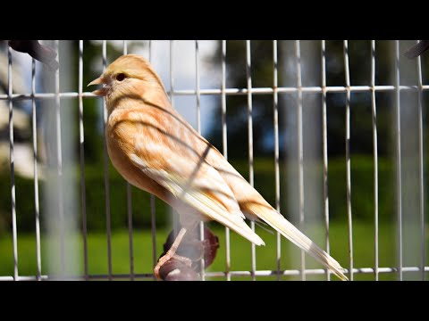 Red phaeo canary song – canary singing – mbirdTraining