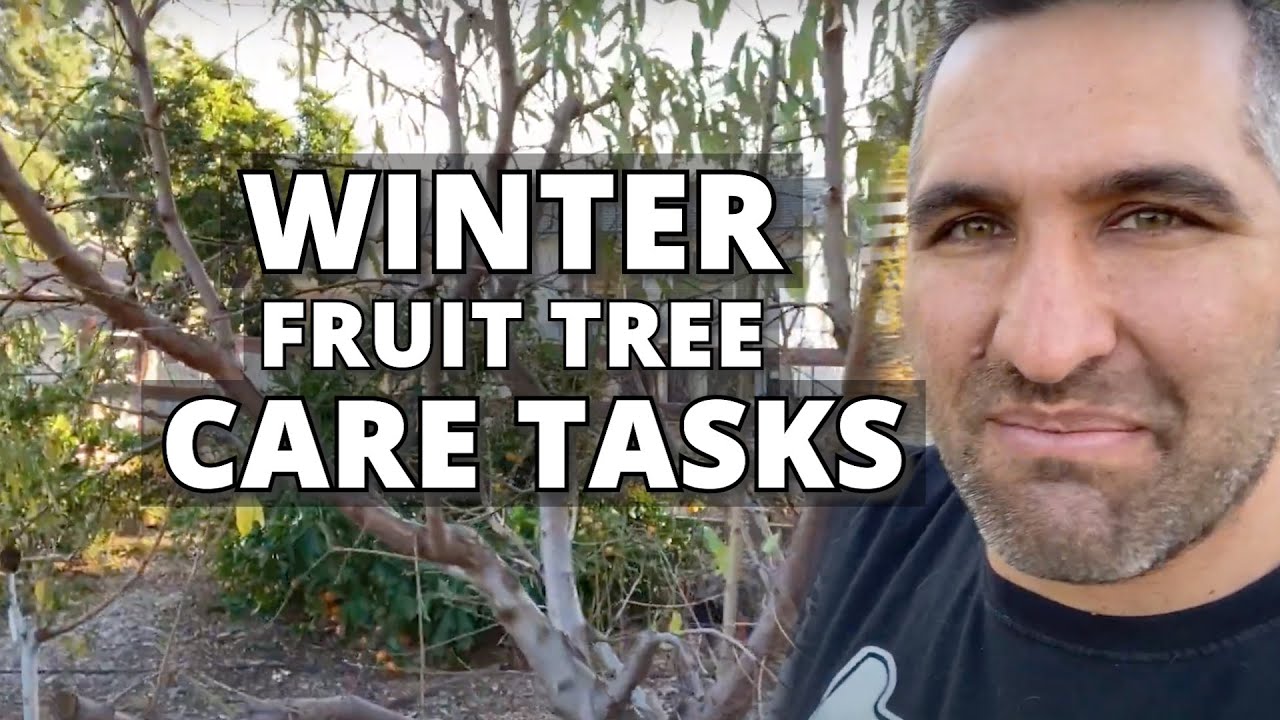 Winter Fruit Tree Care = Good Fruit in Spring!!! | 9 WINTER TASKS for Your Dormant Fruit Trees