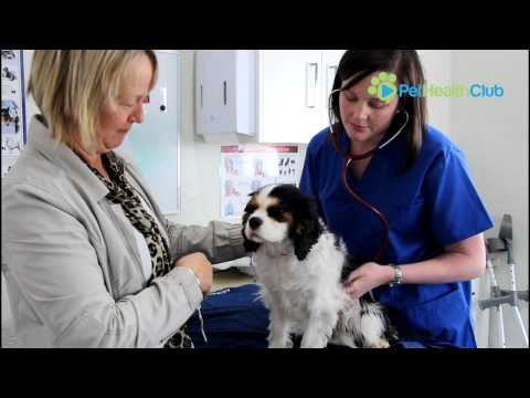 The PetHealthClub - Rat Bait Poisoning (Rodenticide Toxicity) in Dogs and Cats Explained