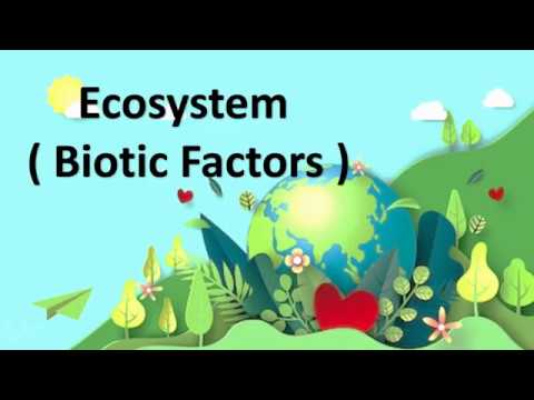 What is Ecosystem, Food Chain, and Food Web?
