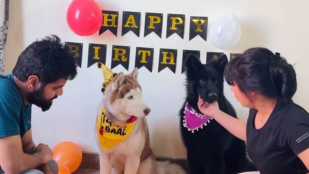 Volf’s Birthday Celebration 🎉