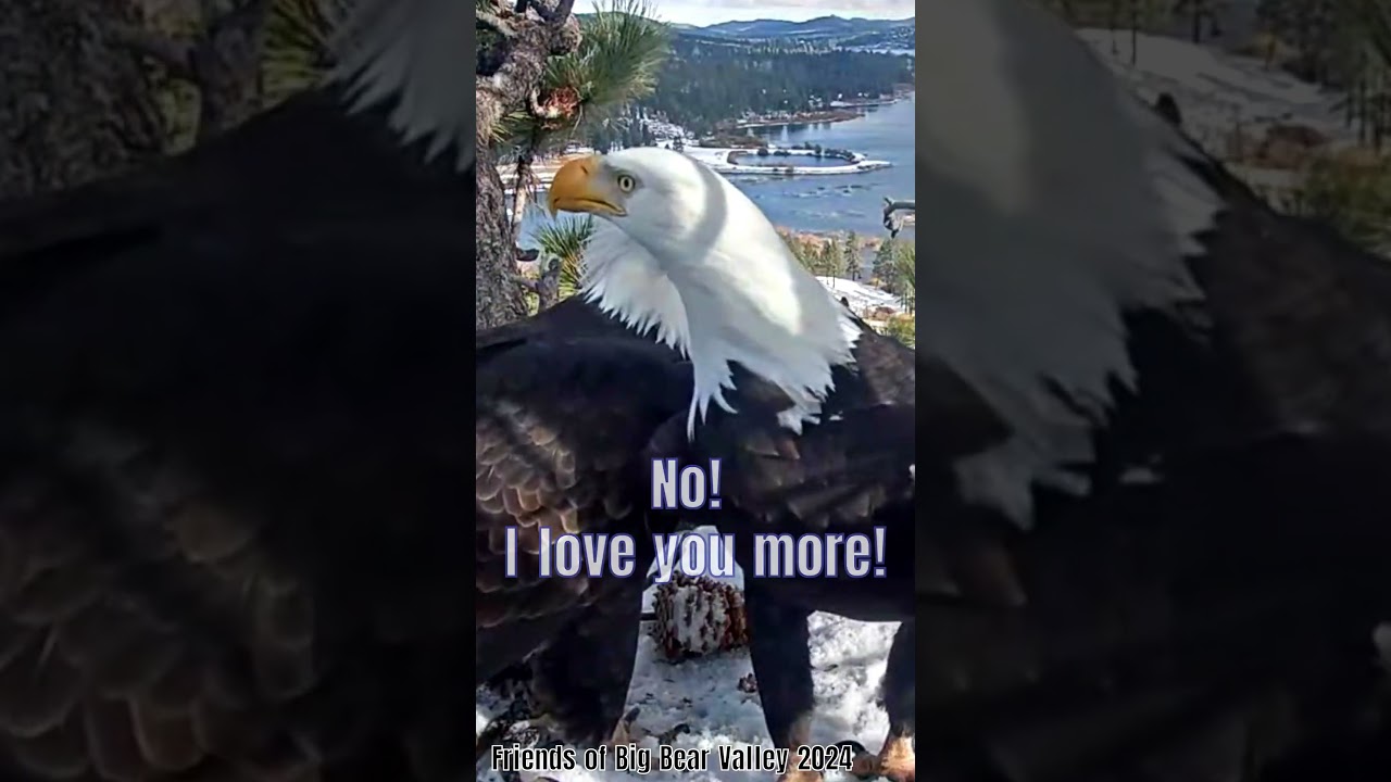 'No! I Love You More!'😘Bald Eagles' Courtship❤️Jackie & Shadow