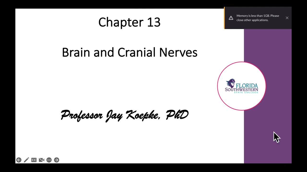 Chapter 13 Brain and Cranial Nerves 1