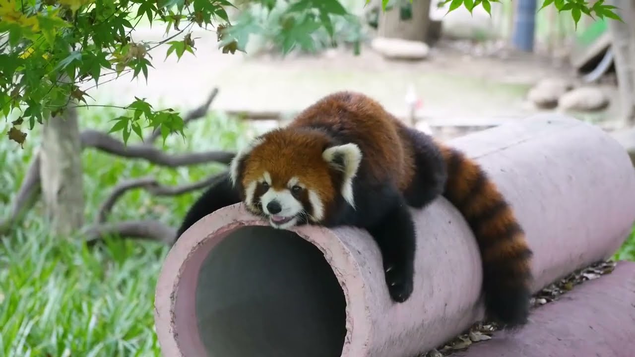 This smiling Red Panda loves to ride on tubes