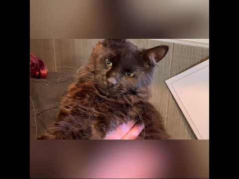 The Facts about FIV and FeLV