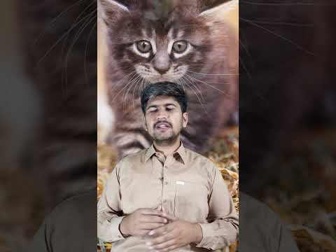 Cat Heat Cycle: How To Detect Heat In Cat