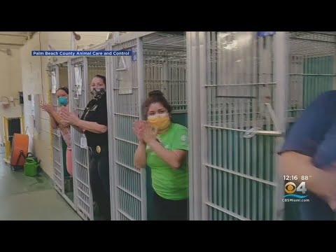 South Florida Animal Shelter Empty For First Time Ever