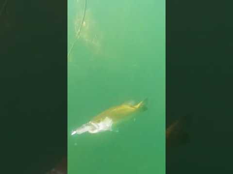Nature Series Soft Swimbait Swim Action