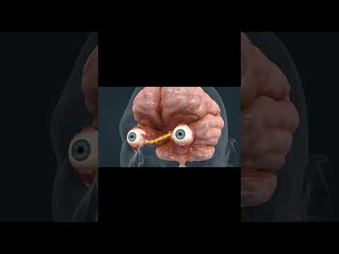 Optic nerve definition