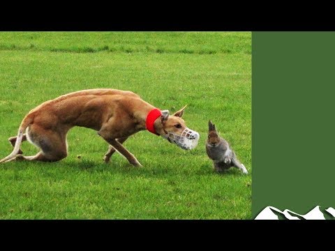 Coursing in Ireland | Natural History