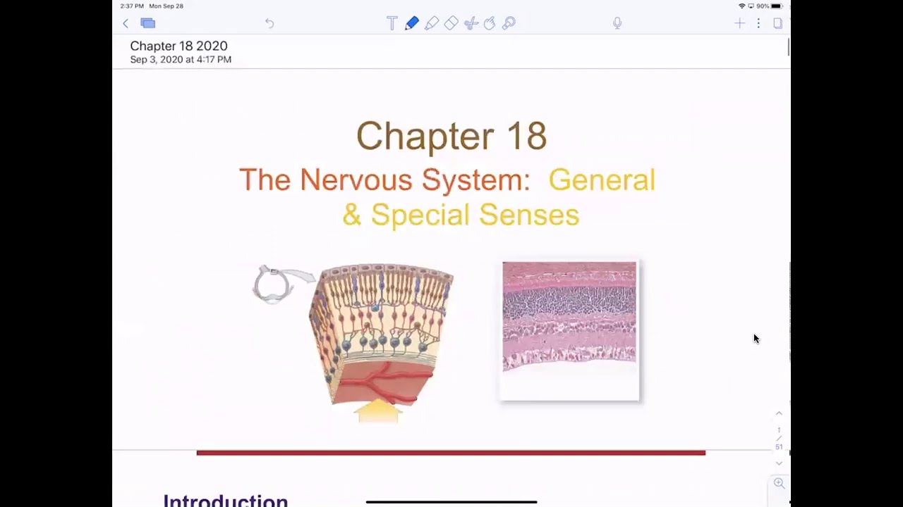 anatomy chapter 18 ~ general & special senses