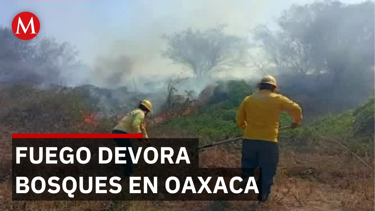 Forest fires in Oaxaca affect more than 400 hectares