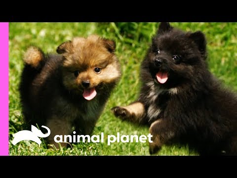 Pomeranian Puppies Meet Some Feathered Friends On Their Farm | Too Cute!