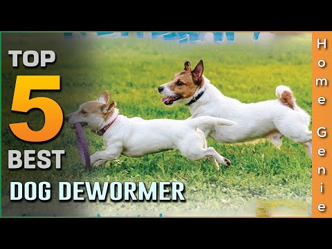Best Dog Dewormers Buying Guide in 2023 - Top 5 Reviews For All Budget
