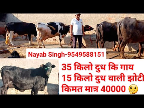 35 किलो दुध कि गाय और 15 किलो दुध कि झौटी मात्र 40000 #dailyvlog #buffalodairyfarm
