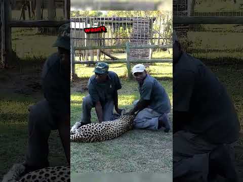 Leopard vs Zookeeper π±π±