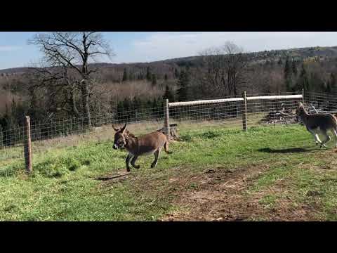Donkey Zoomies – Lee Duigon