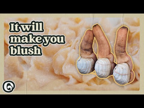 This Clam Is NSFW
