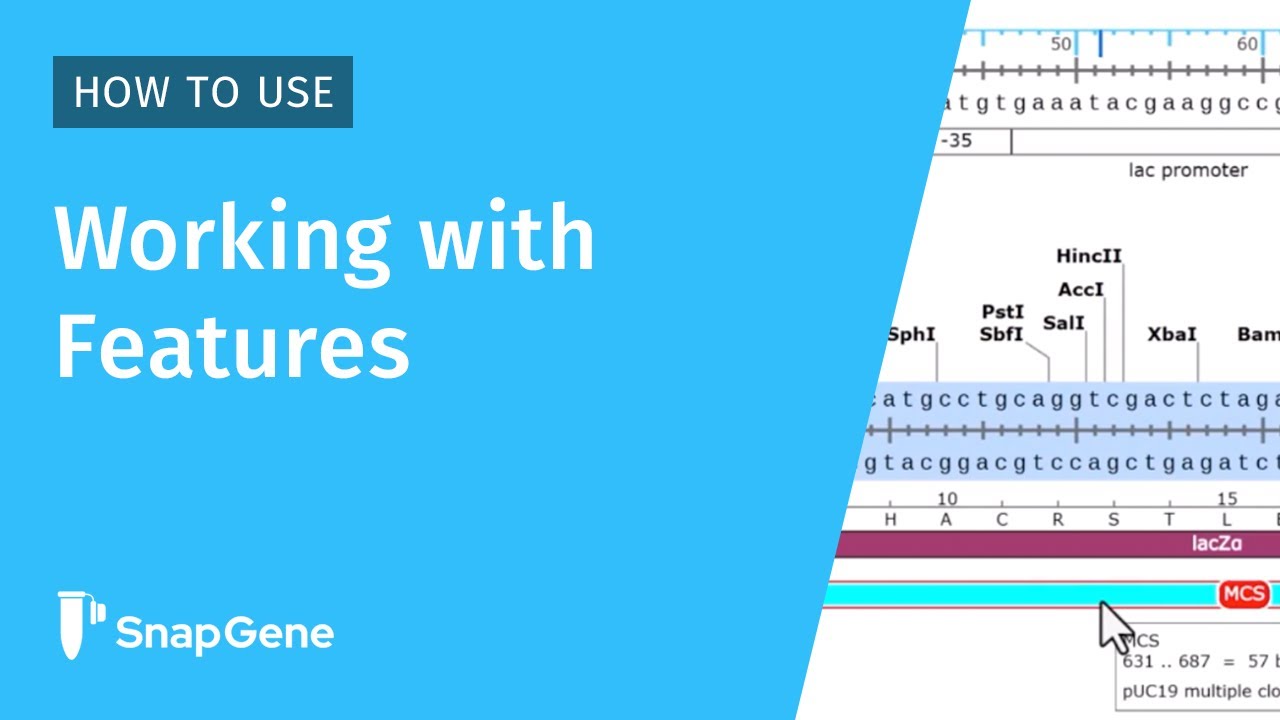 Working with Features in SnapGene