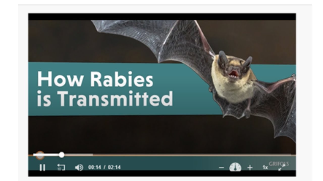 How Rabies is Transmitted?