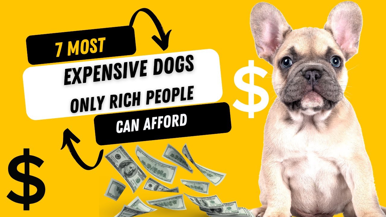 7 Most Expensive Dogs Only The Rich Can Afford #expensivedogs #doglover #legendarydogs