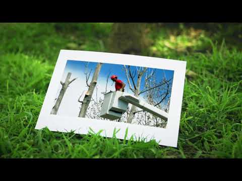 John Egart's Tree Service In Colorado