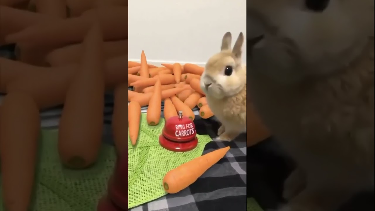 Favorite Friends / Rabbits are not rodents - they are lagomorphs.