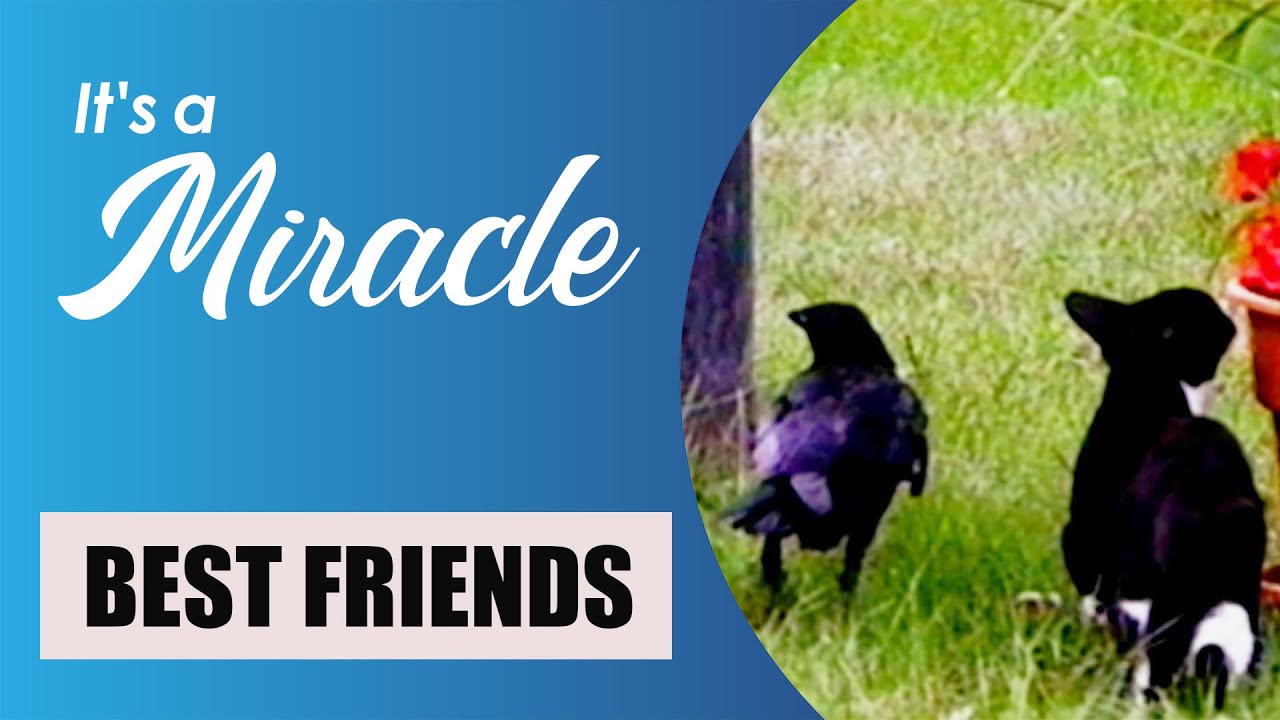 Best Friends - It's a Miracle
