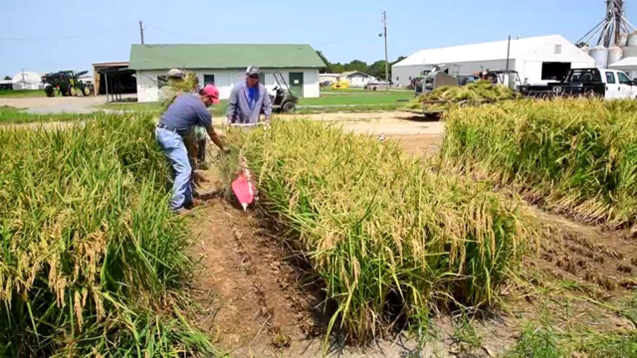 Arkansas Rice Breeding & Research