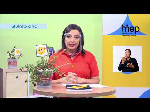 Proceso de la fotosíntesis: concepto e importancia - Quinto año