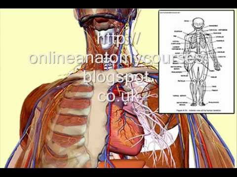 Online Anatomy And Physiology Course Includes FREE 3D Software