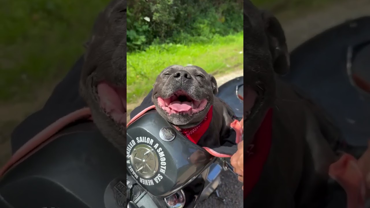 Pup rides with owner in his own custom-built motorcycle pod 🐶 #shorts #animals