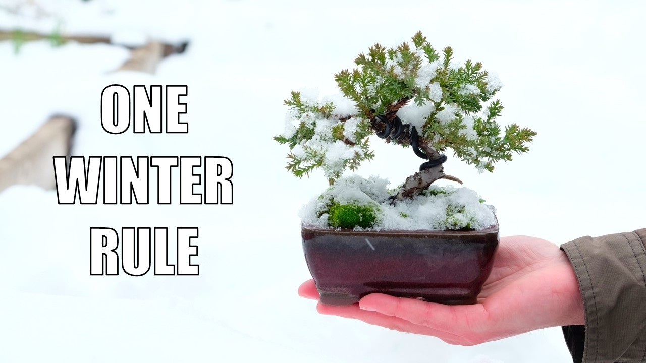 Juniper Bonsai Winter Care — The Key Rule To Follow