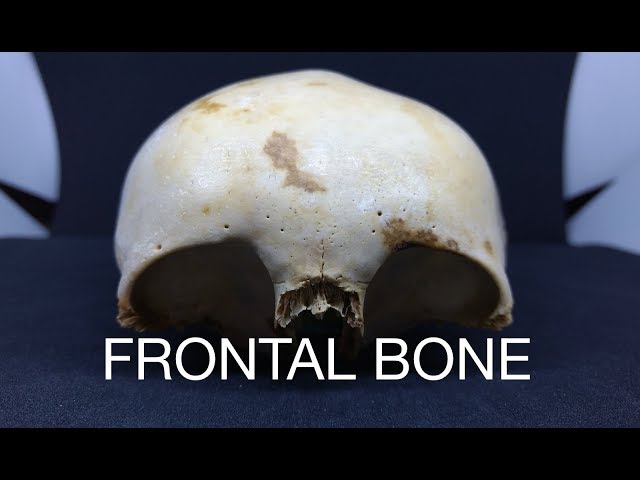 Understanding the Frontal Bone: Structure and Function | Galaxy.ai ...