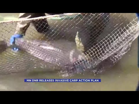 MN DNR releases invasive carp action plan