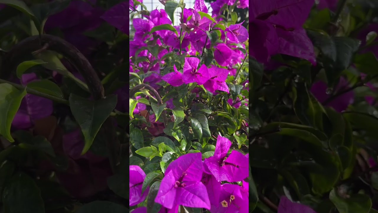 Bougenville with magenta colour #asmr #shortvideo #bungamawar #tanamanhias