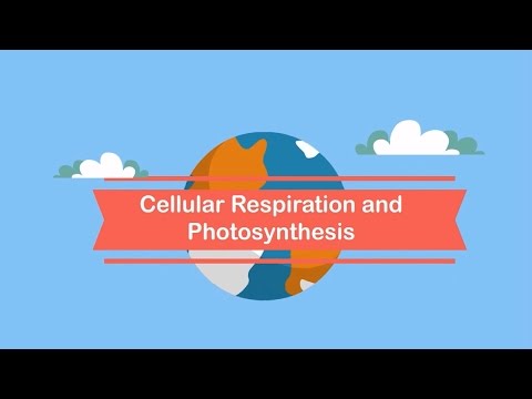 Relationship between Photosynthesis and Cellular Respiration