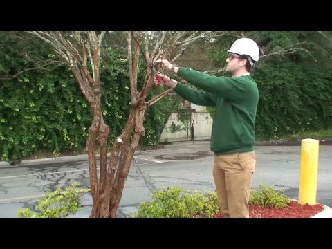 Savannah How: Properly prune your crape myrtles