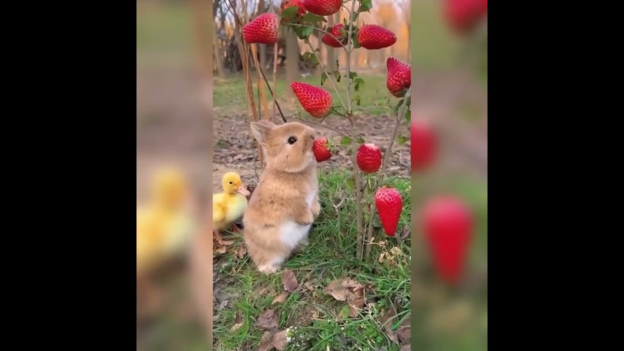 bunny eats strawberry with duck #everything #earth #adventure #wlidlife #animals #bunny #strawberry